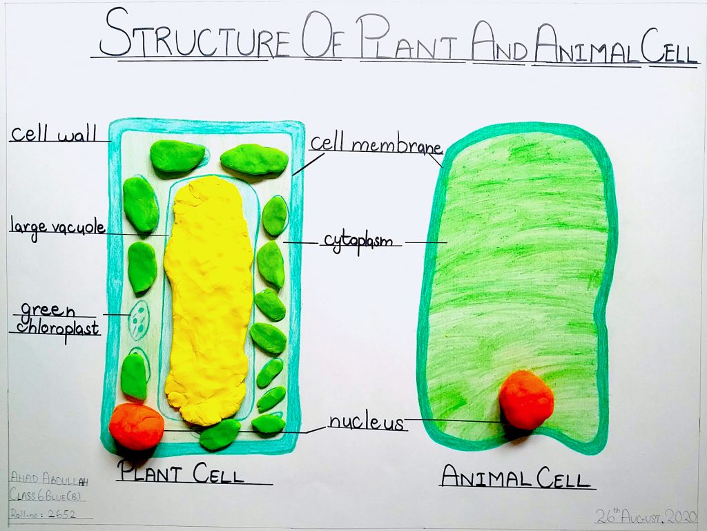 STEM – ST. FRANCIS'