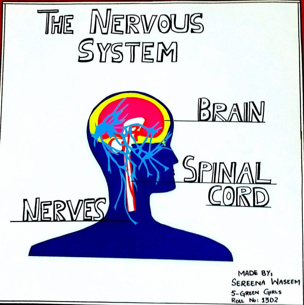 STEM – ST. FRANCIS'